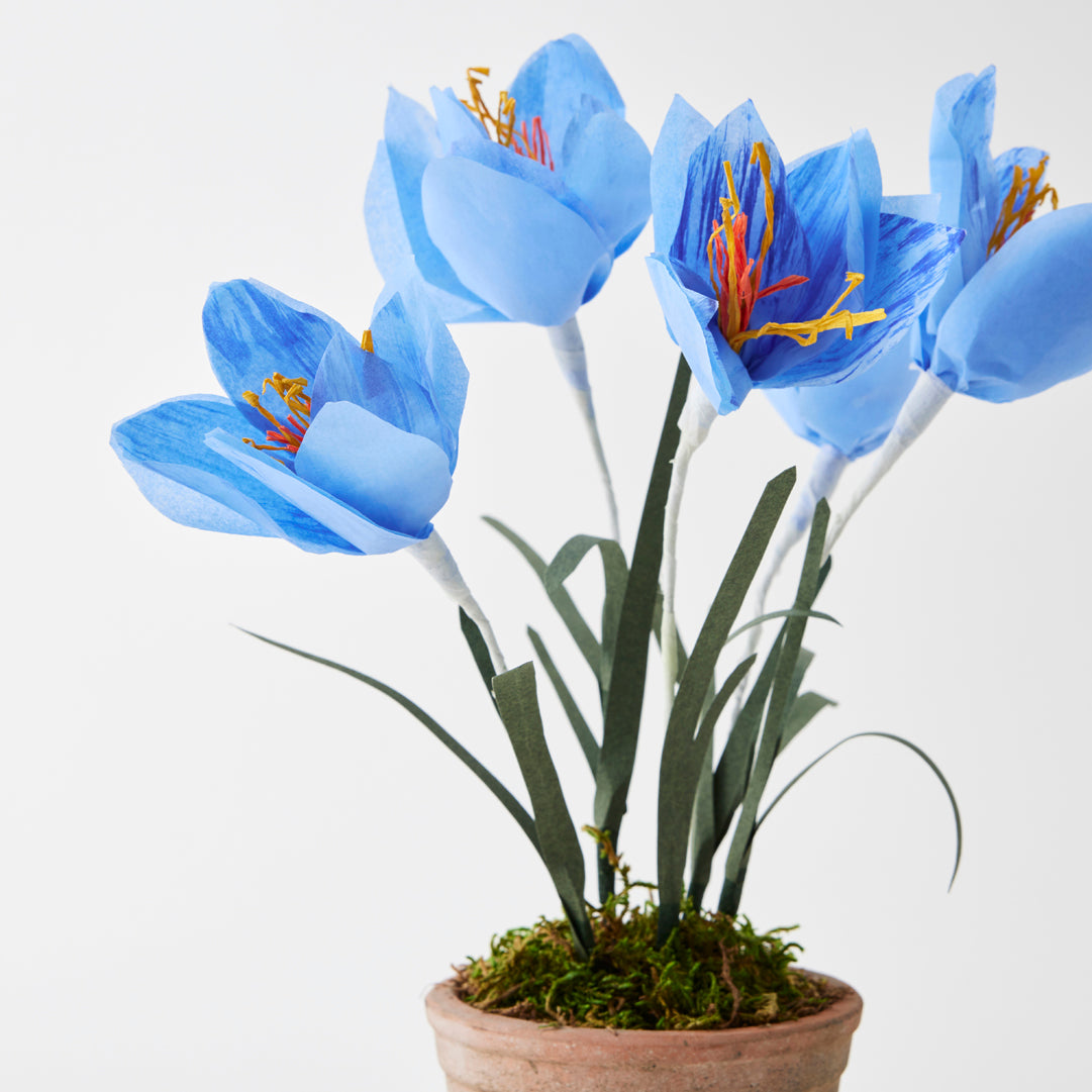 Potted Paper Crocus – Tori Jones Studio